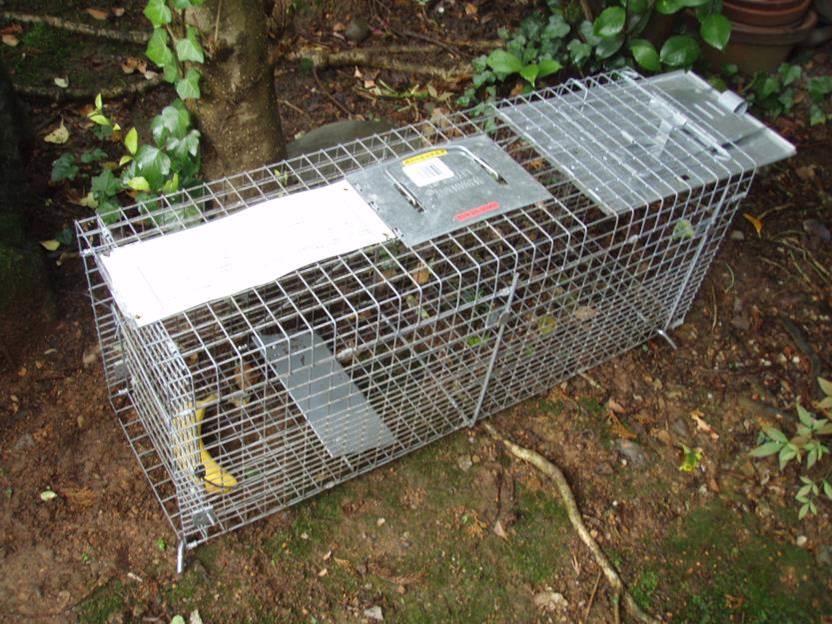 有害鳥獣捕獲とわな猟の違いは何ですか？ _ わなによる鳥獣捕獲の基礎 – DSJM